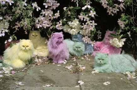 Photographer: Tim Walker | Cosmic Pineapple