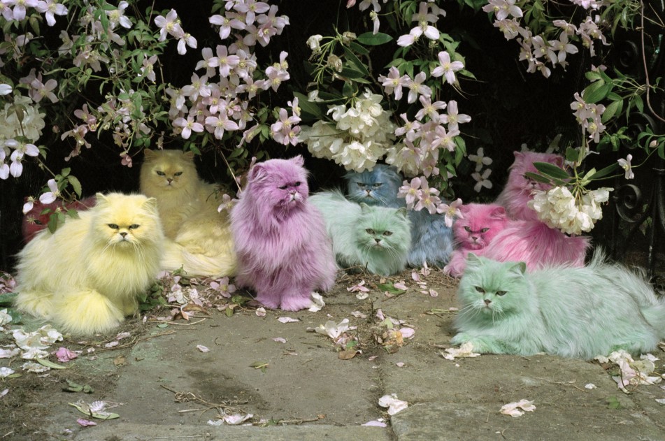 Photographer: Tim Walker | Cosmic Pineapple